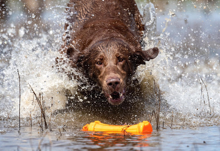 Gunners Up - Hunting Dog Training Equipment